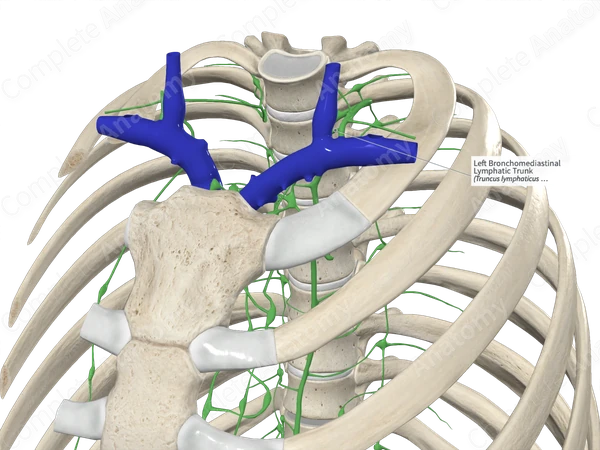 Lymph Trunk