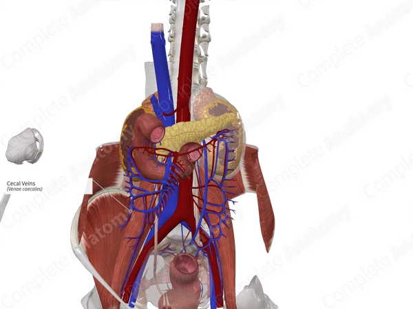 Cecal Veins | Complete Anatomy