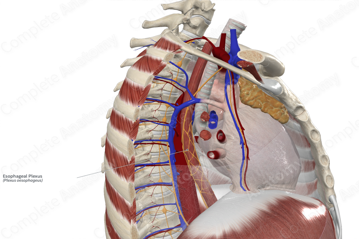 Esophageal Plexus Complete Anatomy
