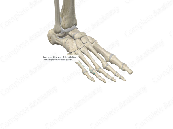 Proximal Phalanx Definition Location Anatomy Diagram