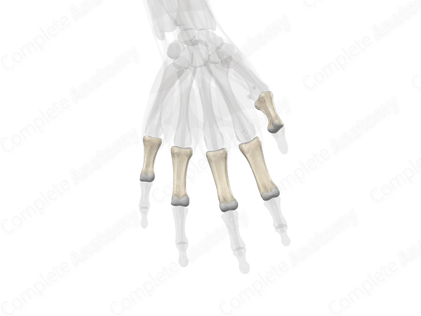 Proximal Phalanges of Hand (Left) | Complete Anatomy