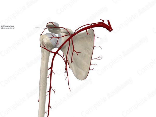 Axillary Artery | Complete Anatomy