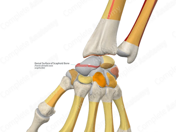 Dorsal Surface of Scaphoid Bone | Complete Anatomy