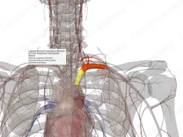Lateral Dorsal Cutaneous Branch of First Posterior Intercostal Artery ...