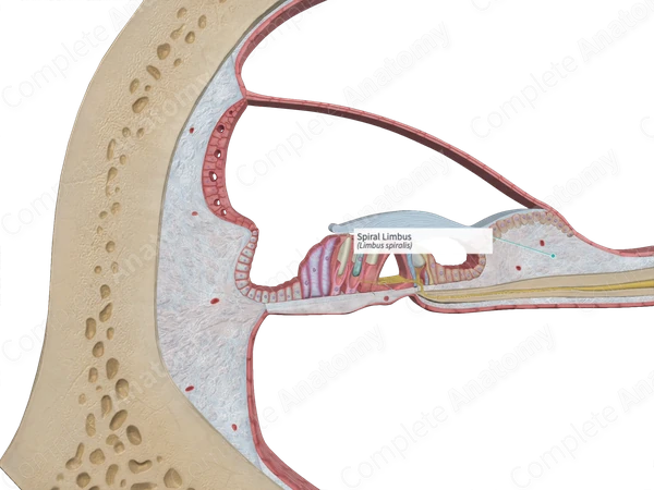 Spiral Limbus | Complete Anatomy