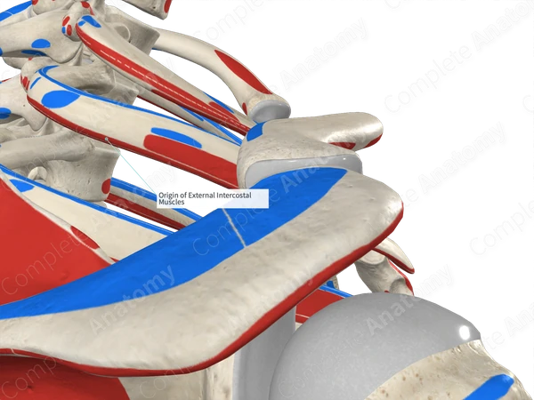 Origin of External Intercostal Muscles | Complete Anatomy