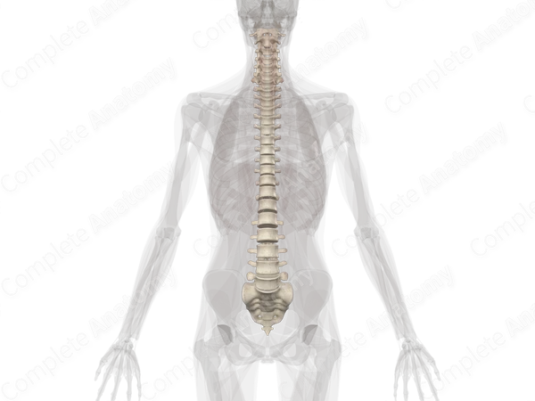 Vertebral Column | Complete Anatomy