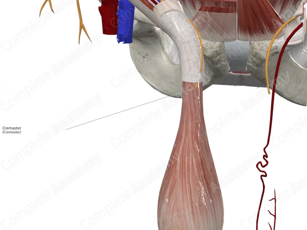 Cremaster | Complete Anatomy
