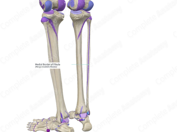 Medial Border of Fibula | Complete Anatomy