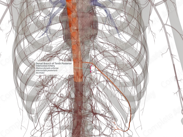Dorsal Branch of Tenth Posterior Intercostal Artery (Left) | Complete ...