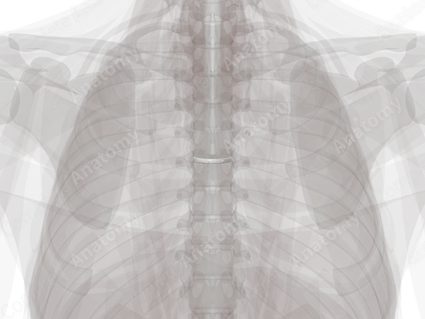 Intervertebral Symphysis (T5-T6) | Complete Anatomy