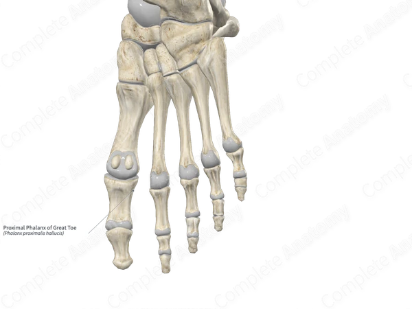Proximal Phalanx of Great Toe | Complete Anatomy