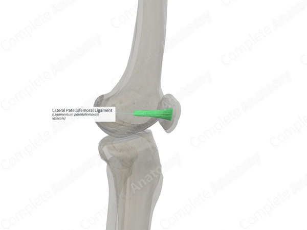 Lateral Patellofemoral Ligament (Right) | Complete Anatomy