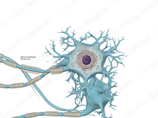 Nerve Cell Body | Complete Anatomy