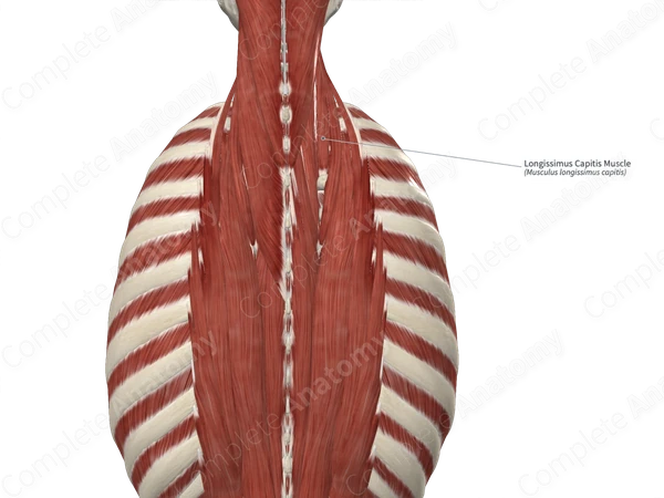 Gato Longissimus Capitis Do Longus Capitis And Colli Stabilise The