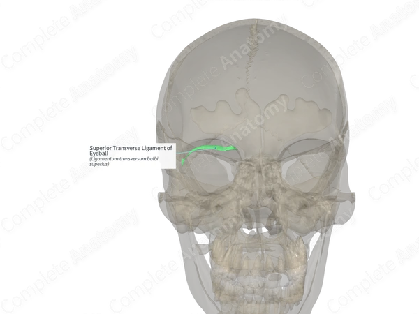 Superior Transverse Ligament of Eyeball (Left) | Complete Anatomy