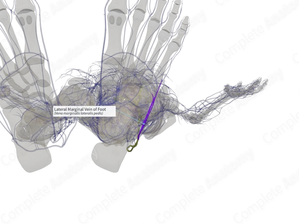 Lateral Marginal Vein of Foot (Right) | Complete Anatomy