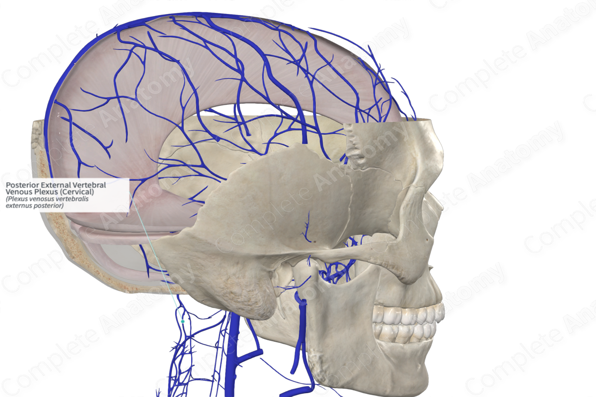 Posterior External Vertebral Venous Plexus Cervical Complete Anatomy
