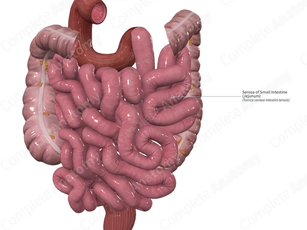 Serosa of Small Intestine (Jejunum) | Complete Anatomy