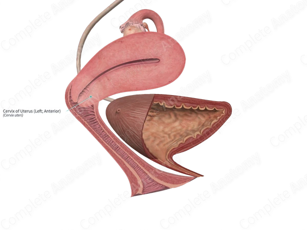 Cervix of Uterus (Left; Anterior) | Complete Anatomy
