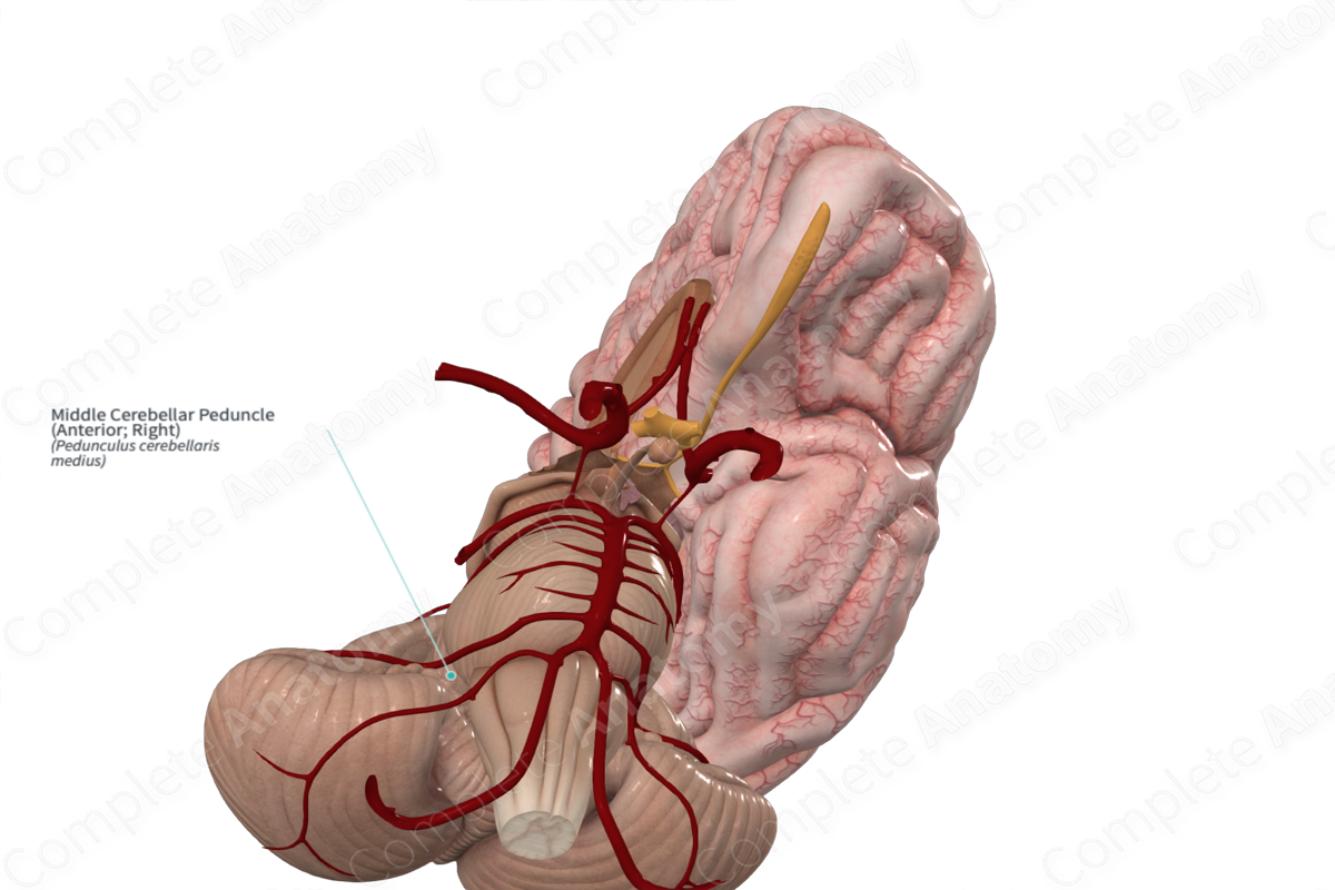 Middle Cerebellar Peduncle Anterior Right Complete Anatomy