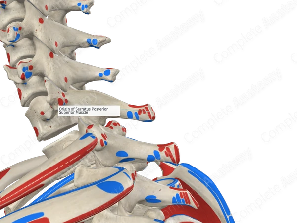 Origin of Serratus Posterior Superior Muscle | Complete Anatomy