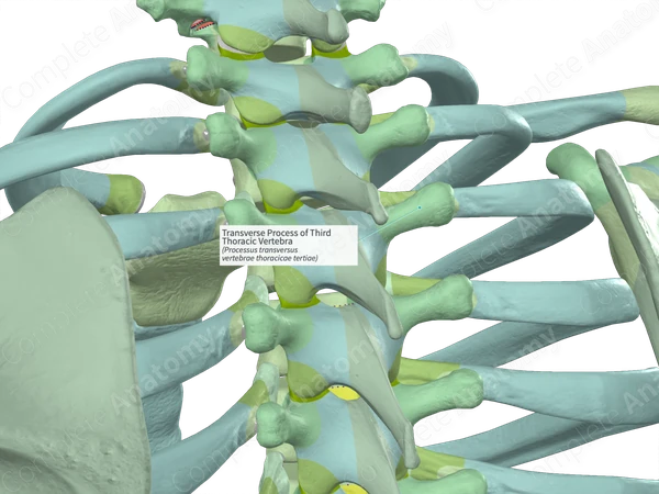 Transverse Process of Third Thoracic Vertebra (Left) | Complete Anatomy
