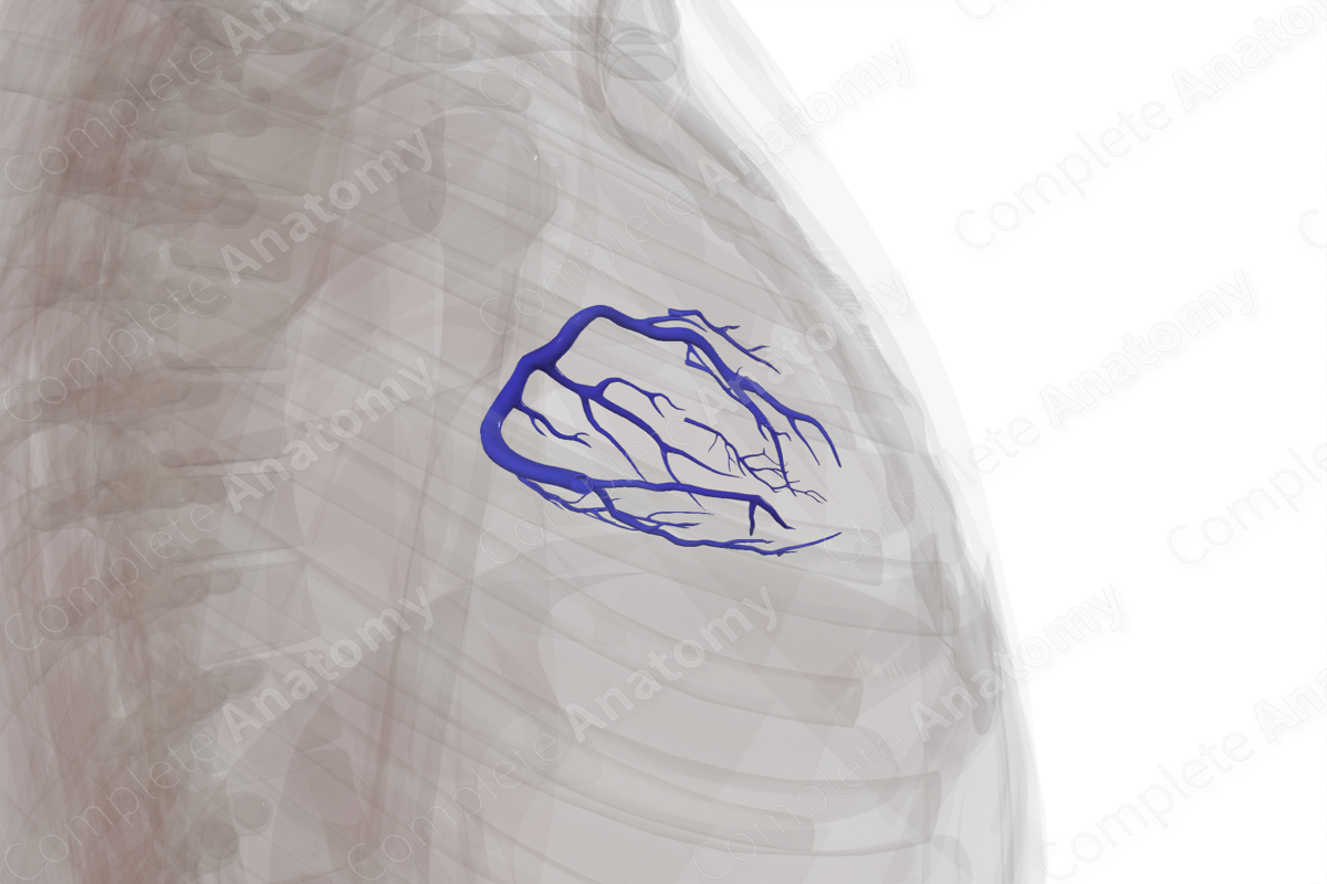 Cardiac Veins Complete Anatomy