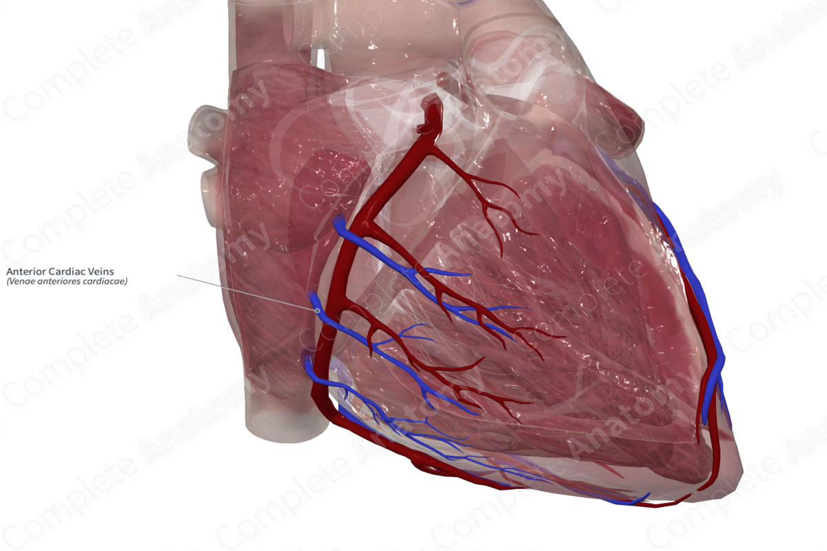 Anterior Cardiac Veins Complete Anatomy
