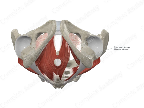 Obturator Internus Leiche