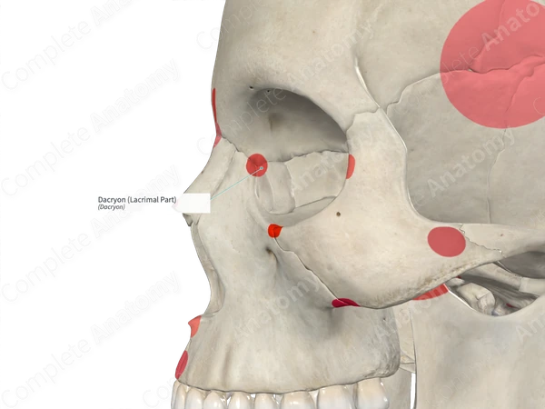 Dacryon (Lacrimal Part) | Complete Anatomy