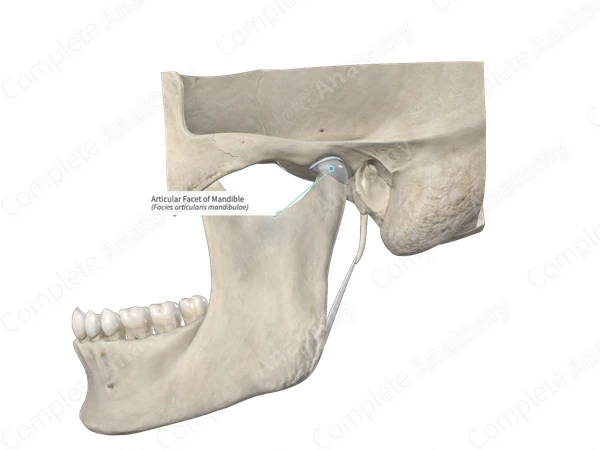 Articular Facet of Mandible | Complete Anatomy