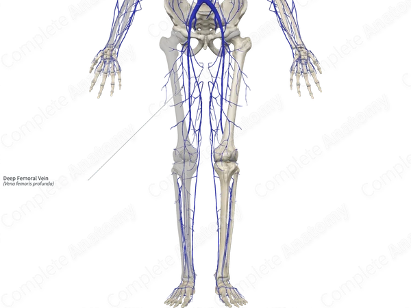 Deep Femoral Vein | Complete Anatomy