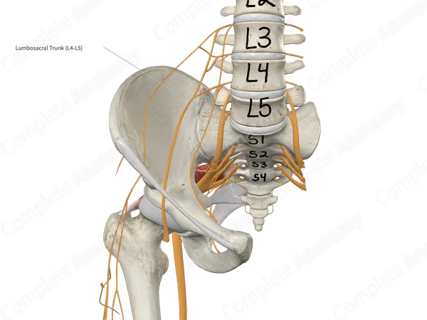 Lumbar Trunk Trunk And Lumbar Region Sporlastic