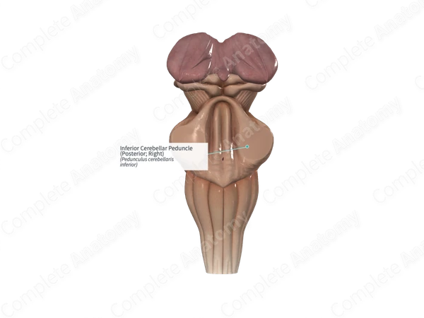 Inferior Cerebellar Peduncle (Posterior; Right) | Complete Anatomy
