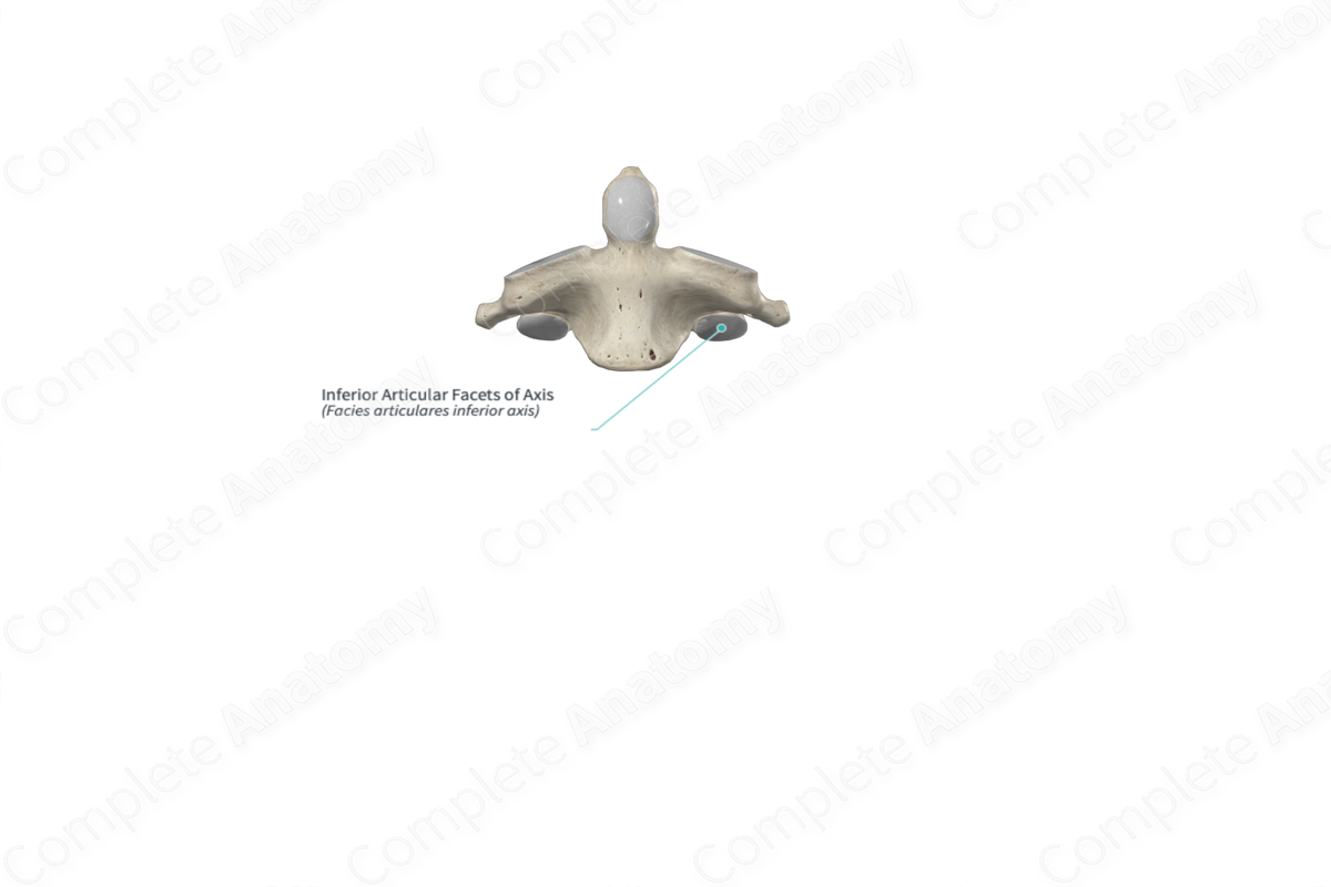 Inferior Articular Facets of Axis | Complete Anatomy Inferior Articular Facets of Axis | Complete Anatomy