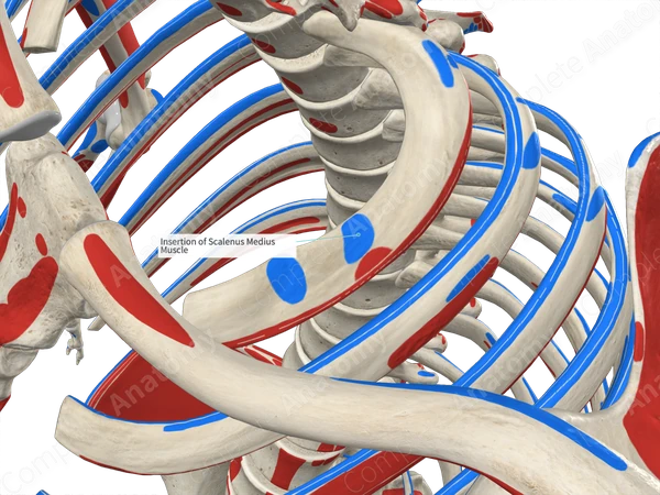 Insertion of Scalenus Medius Muscle | Complete Anatomy
