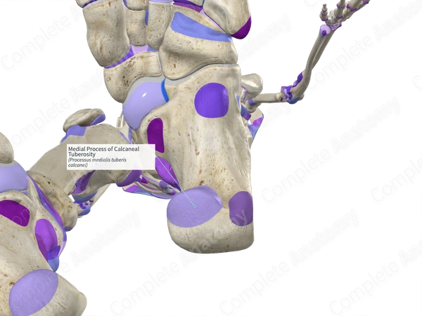 Medial Process of Calcaneal Tuberosity | Complete Anatomy