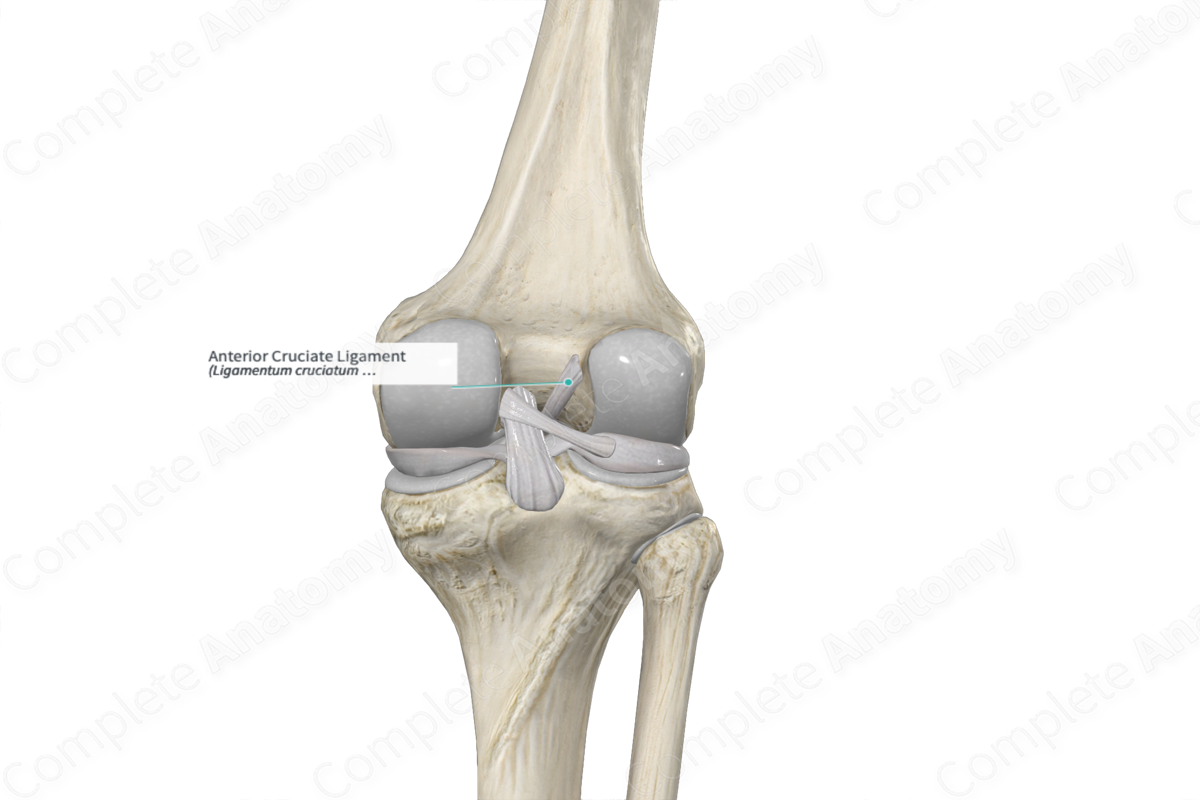 Anterior Cruciate Ligament | Complete Anatomy