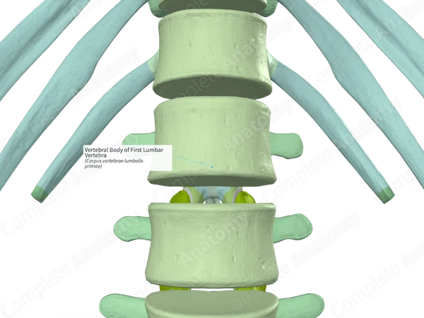 Vertebral Body of First Lumbar Vertebra | Complete Anatomy