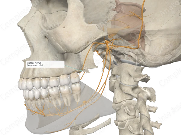 Buccal Nerve | Complete Anatomy