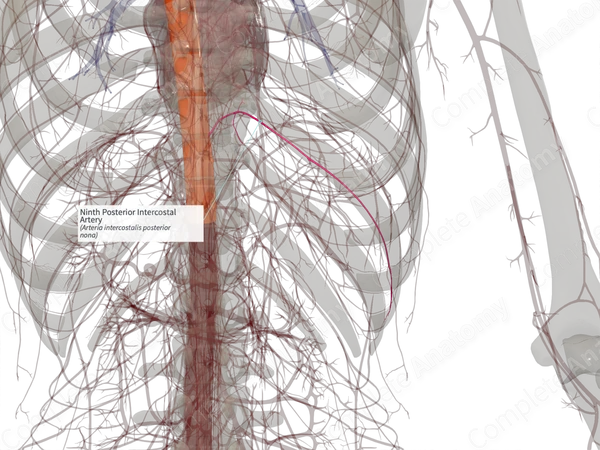 Ninth Posterior Intercostal Artery (Left) | Complete Anatomy