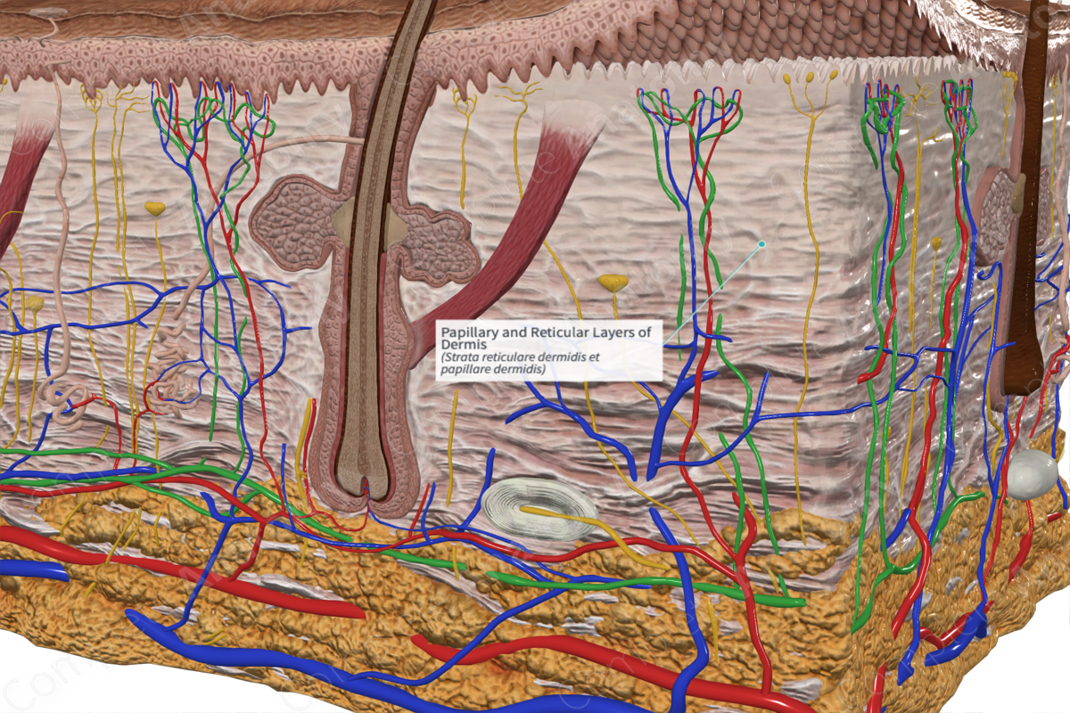 Papillary And Reticular Layers Of Dermis Complete Anatomy