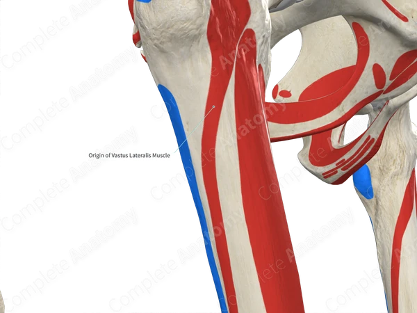 Origin of Vastus Lateralis Muscle | Complete Anatomy
