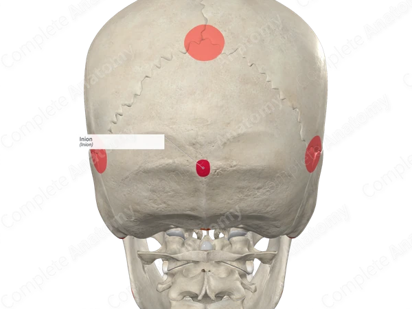 Inion | Complete Anatomy