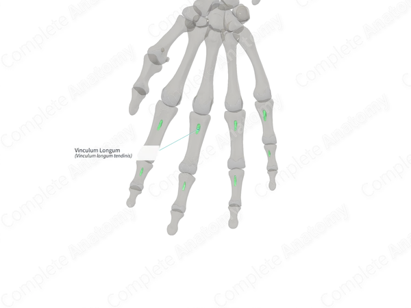 Vinculum Longum (Left) | Complete Anatomy