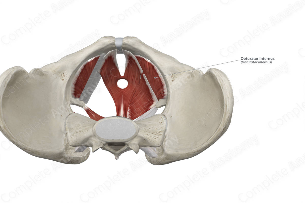 Obturator Internus | Complete Anatomy