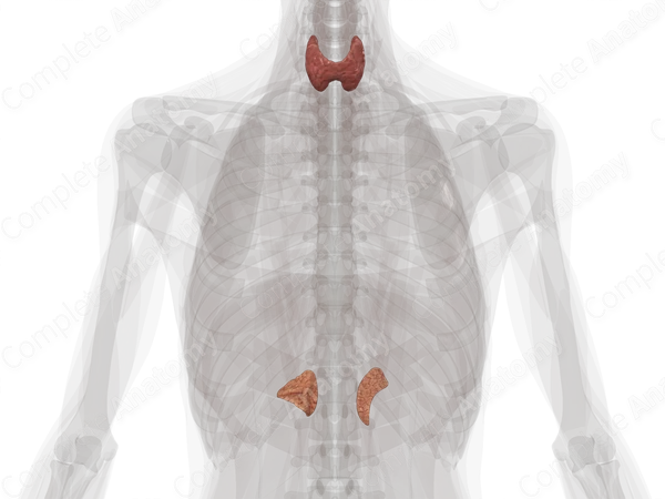 Endocrine Glands Complete Anatomy