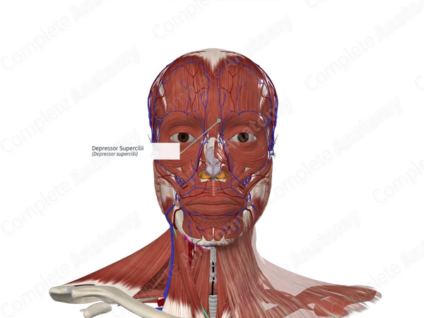 Depressor Supercilii | Complete Anatomy
