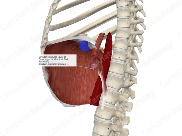 Circular Muscular Layer of Esophagus (Abdominal Part; Posterior ...